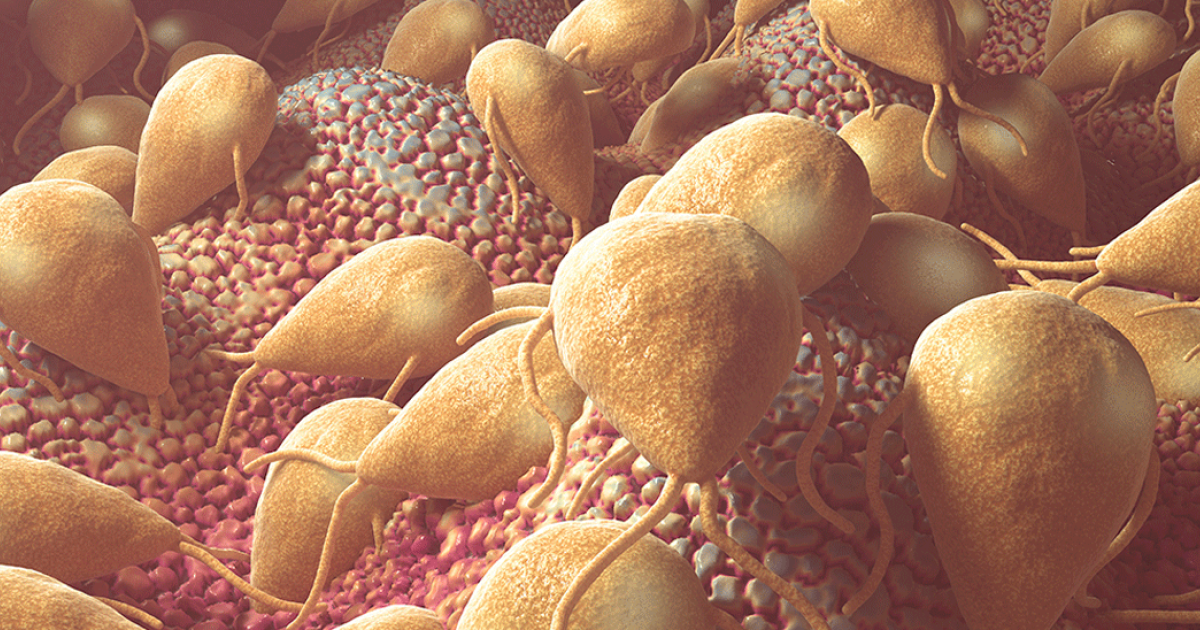Diagrama De Cisto De Giardia Lamblia Giardia Imagens De Stock De Arte