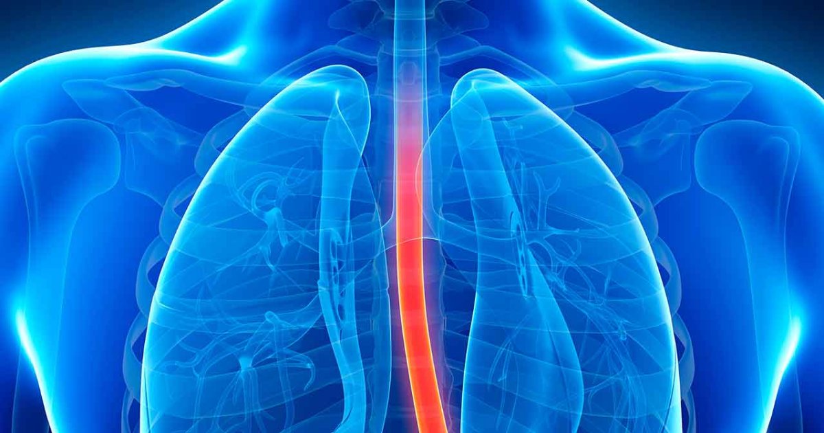 Esofago Para Criancas Vetores De Digestivo Humano Órgãos